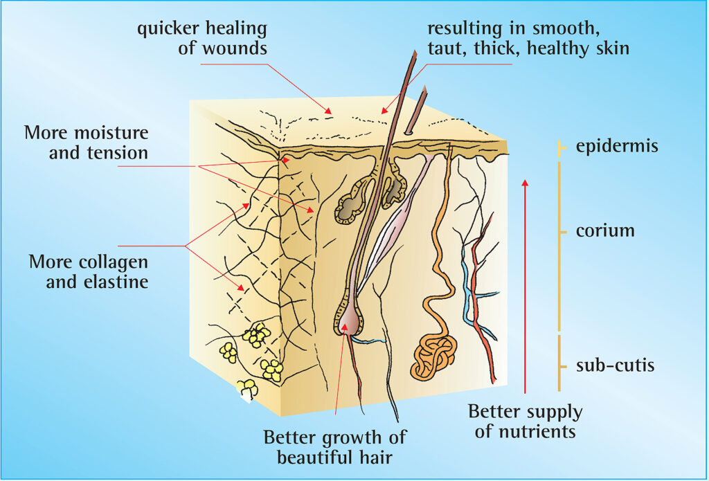 How Silica helps the Skin - Original Body Essential Silicea